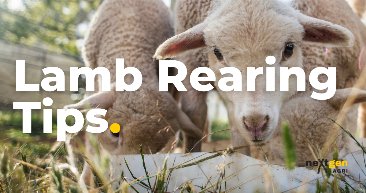 Lamb Rearing Tips | The Hub