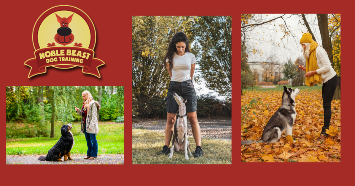 Join Our Pack: Discover the Joy of Dog Training Together | Noble Beast ...