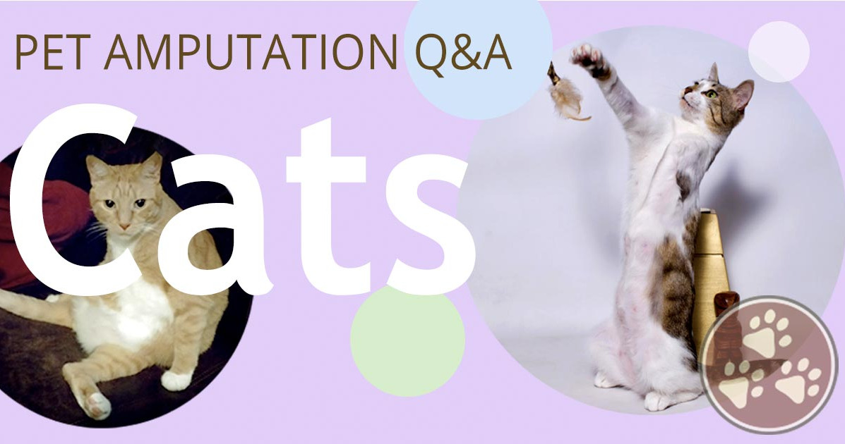 Cat Leg Amputation Questions and Answers | Tripawds