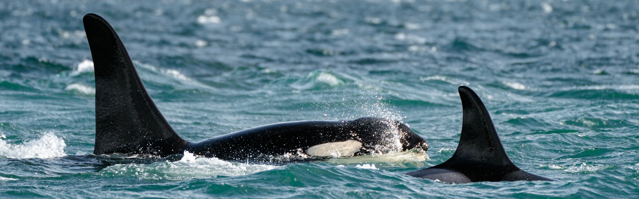 Real-time whale sightings | Orca Network