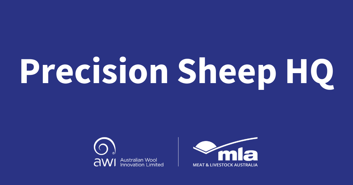 Precision Sheep Hq