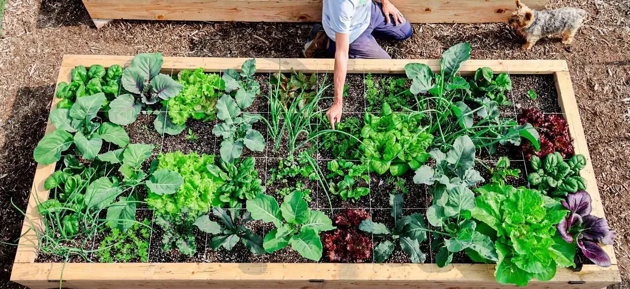 Everything You Need to Know About Team Grow Seeds – FAQs & Buying Guide ...